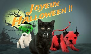 5 Idées Originales de Messages pour vos Cartes Virtuelles d'Halloween ...